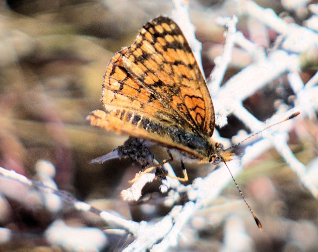 Ken's Photo Gallery: Chalcedon Checkerspot (Euphydryas chalcedona)